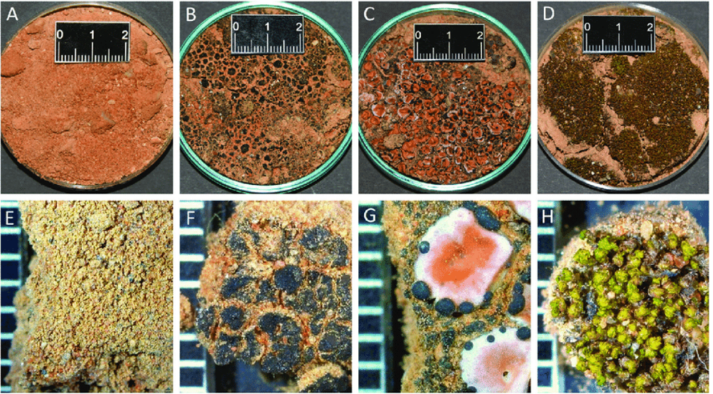 Biocrusts The Best Weapon To Reduce Global Dust Emissions - Asiana Times