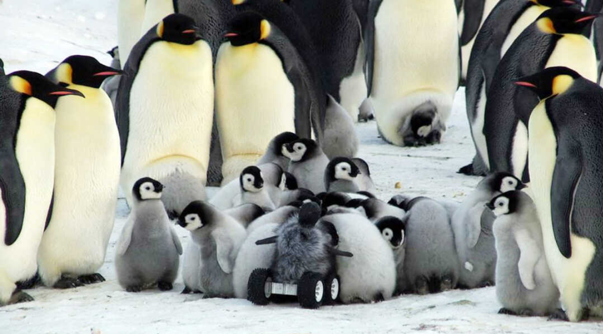 Emperor Penguins Could Be Extinct In Coming Years Due To Climate Change