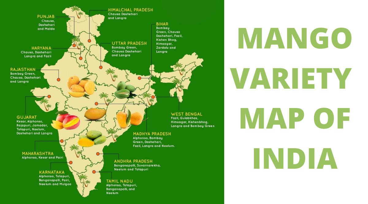 Reva In MP, India Grows 237 Variety Of King Of Fruits - Mangoes ...