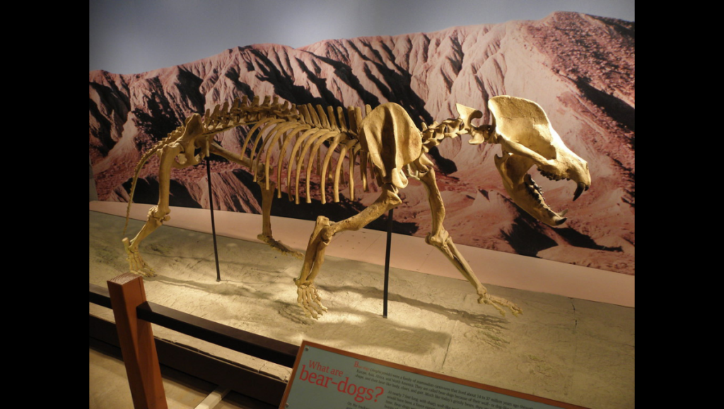 Prehistoric Fossil Of A Bear-dog Discovered In France. - Asiana Times