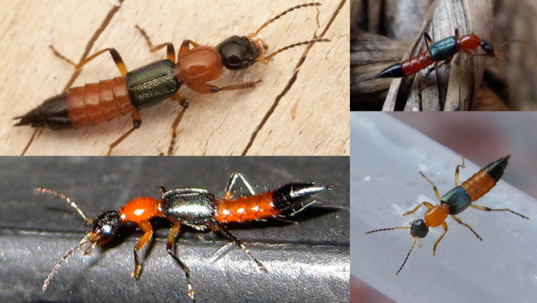 Sikkim Students Infected By Nairobi Flies; Skin-Burning Side Effects ...