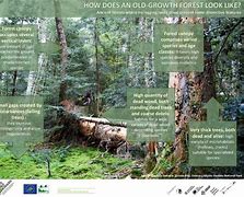 Europe Is Using Old Growth Forests As Fuel And Losing Forest Cover ...