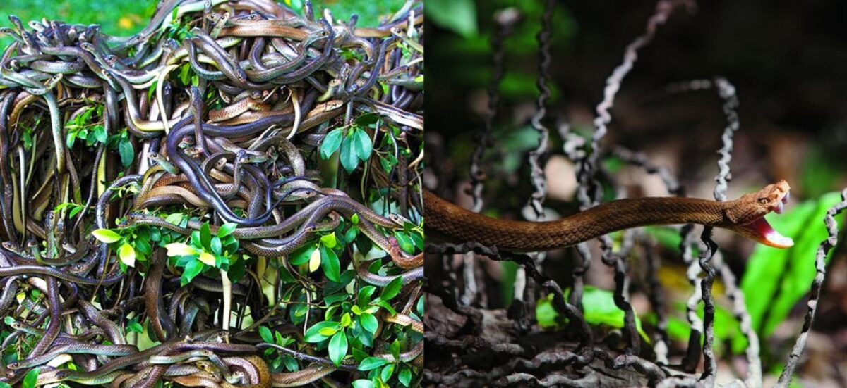 $400 Million Treasure Mystery Of World’s Deadliest And Scariest ‘Snake ...