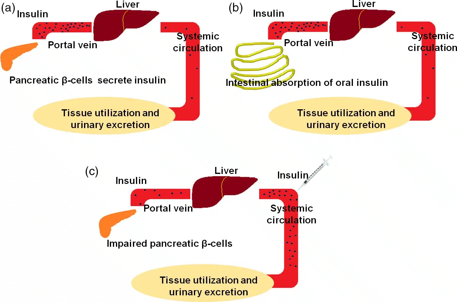 Oral Insulin Tablets Might Replace Daily Insulin Injections, A Buzzing ...